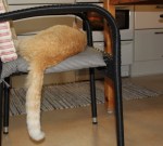 Kamsteg med sprød svær på grøn bund – Dalsgaard i Skivholme