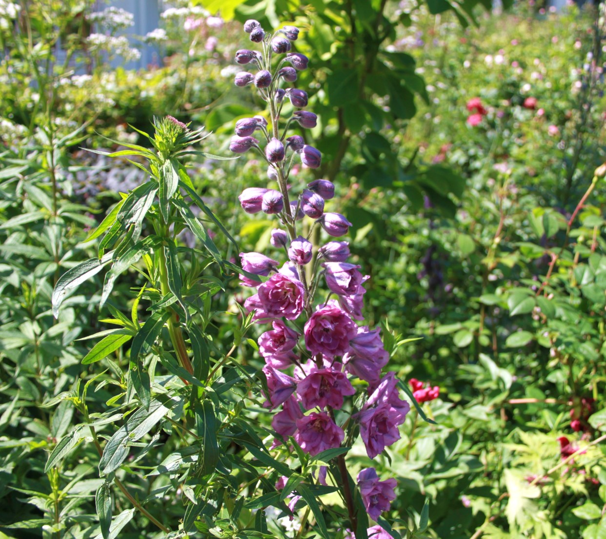 ‘Forfulgt af held’ – besøg i Claus Dalbys have – Dalsgaard i Skivholme