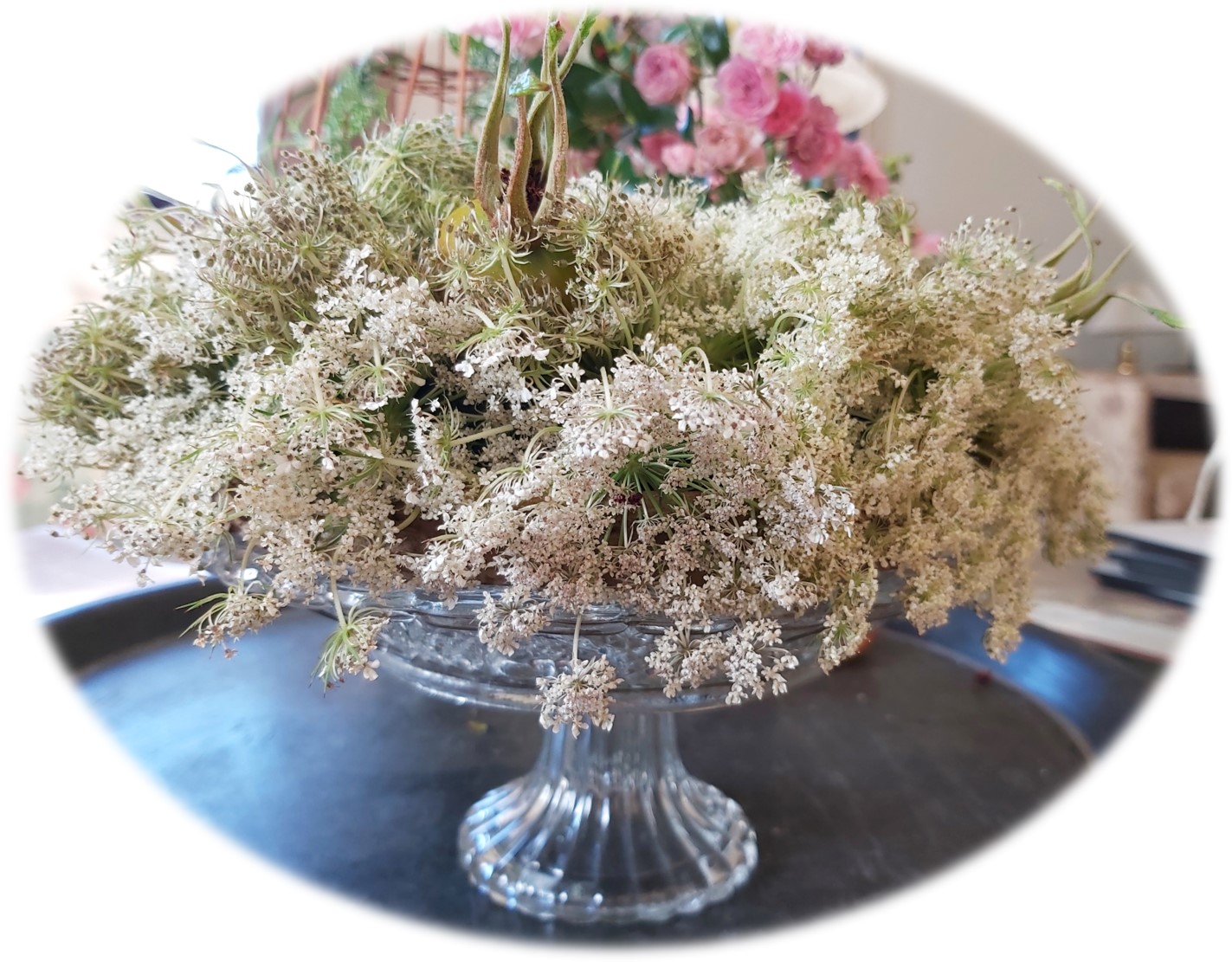 Vild gulerod langs vejene – Dalsgaard i Skivholme