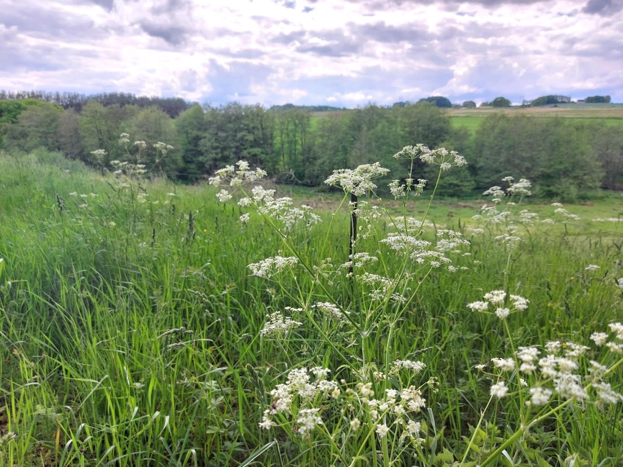 Gøgen kukker i skov og krat – Dalsgaard i Skivholme