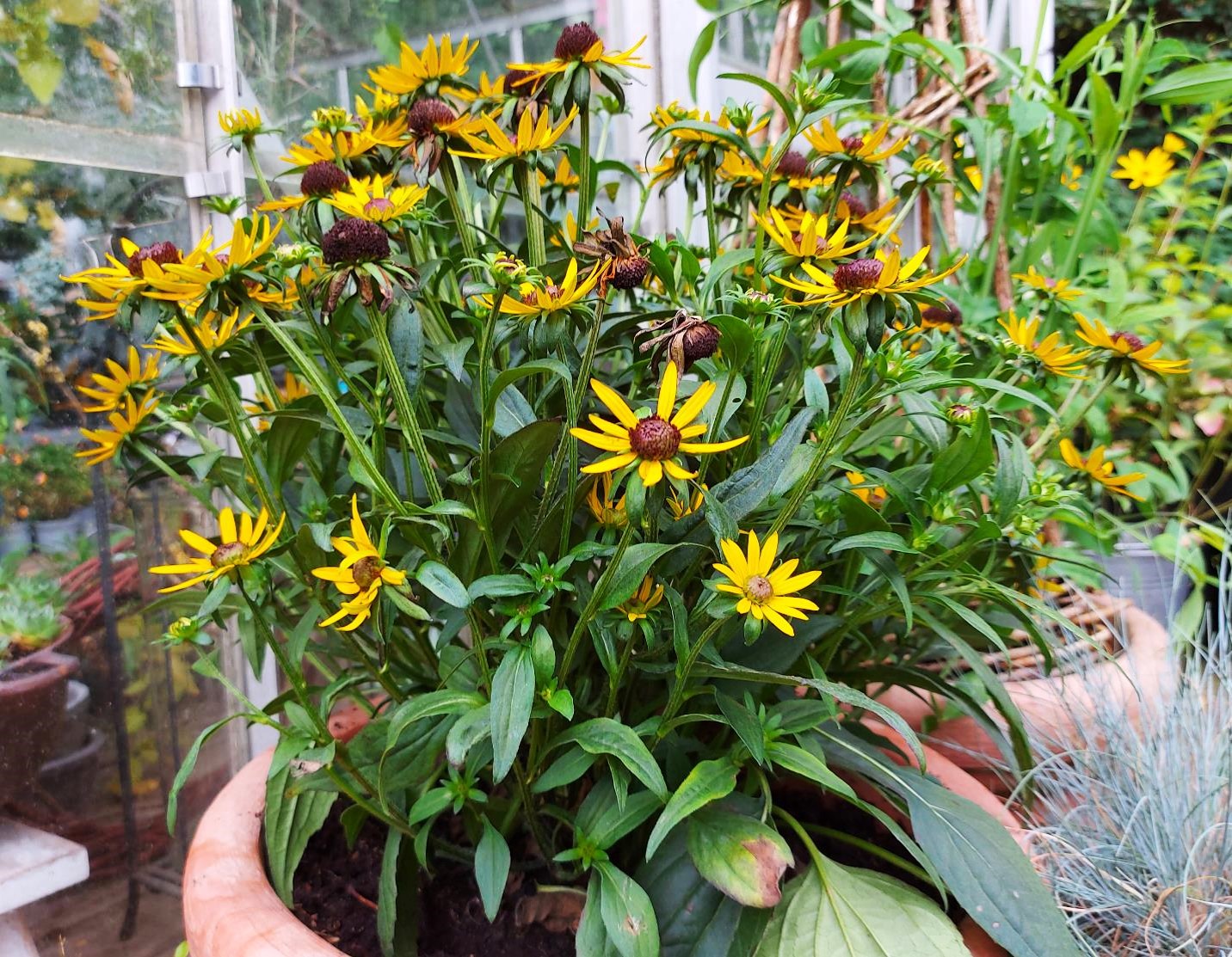 Sensommerkrukker – Dalsgaard i Skivholme