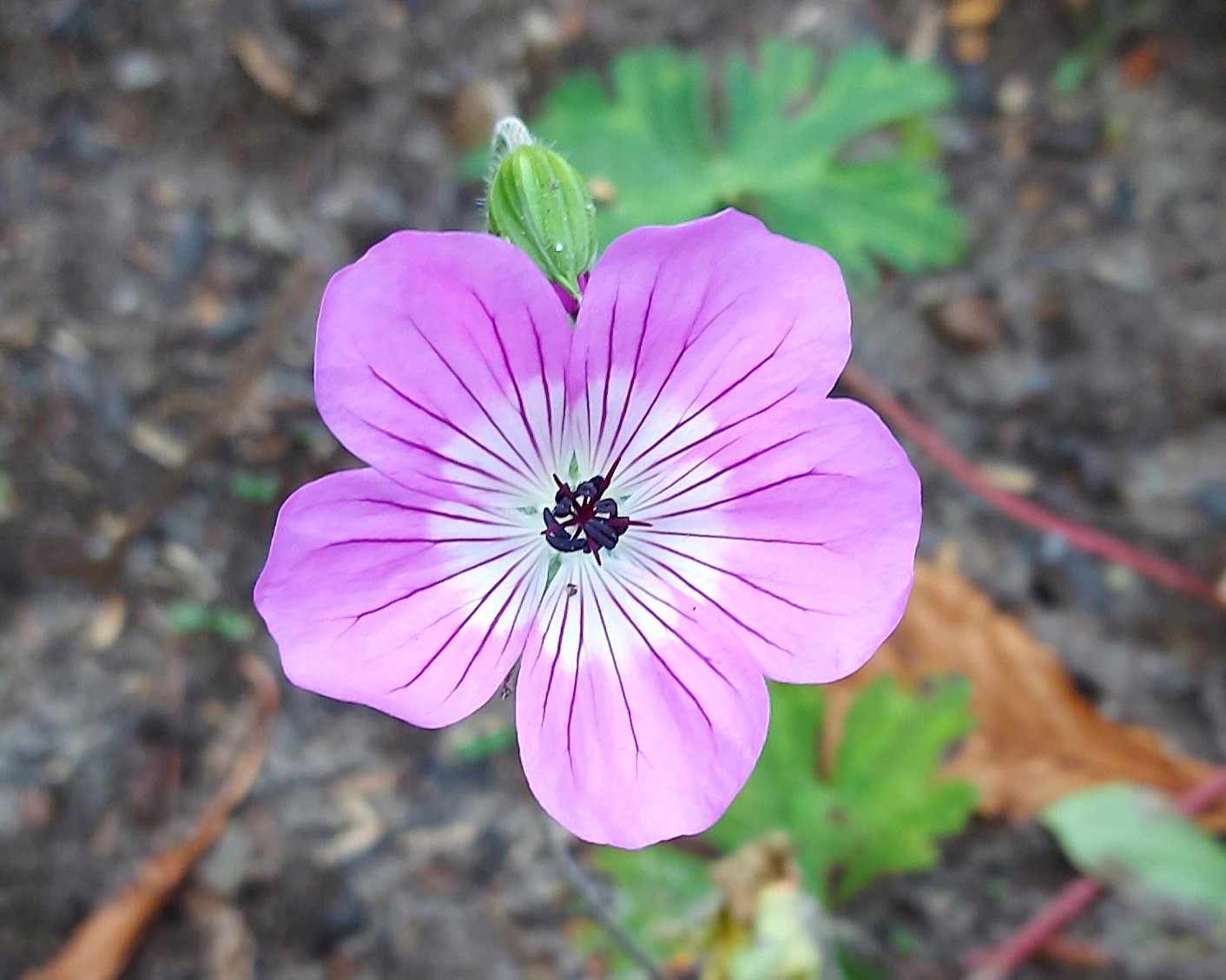 Kelly-Anne, en pink Rozanne – Dalsgaard i Skivholme