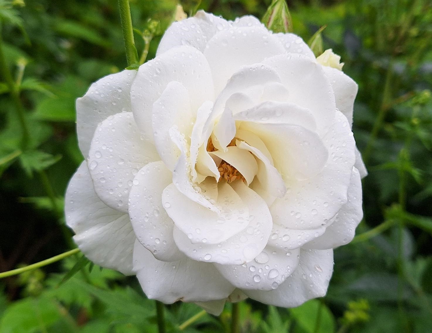 Regnvejrsbesøg i Claus Dalbys have – Dalsgaard i Skivholme